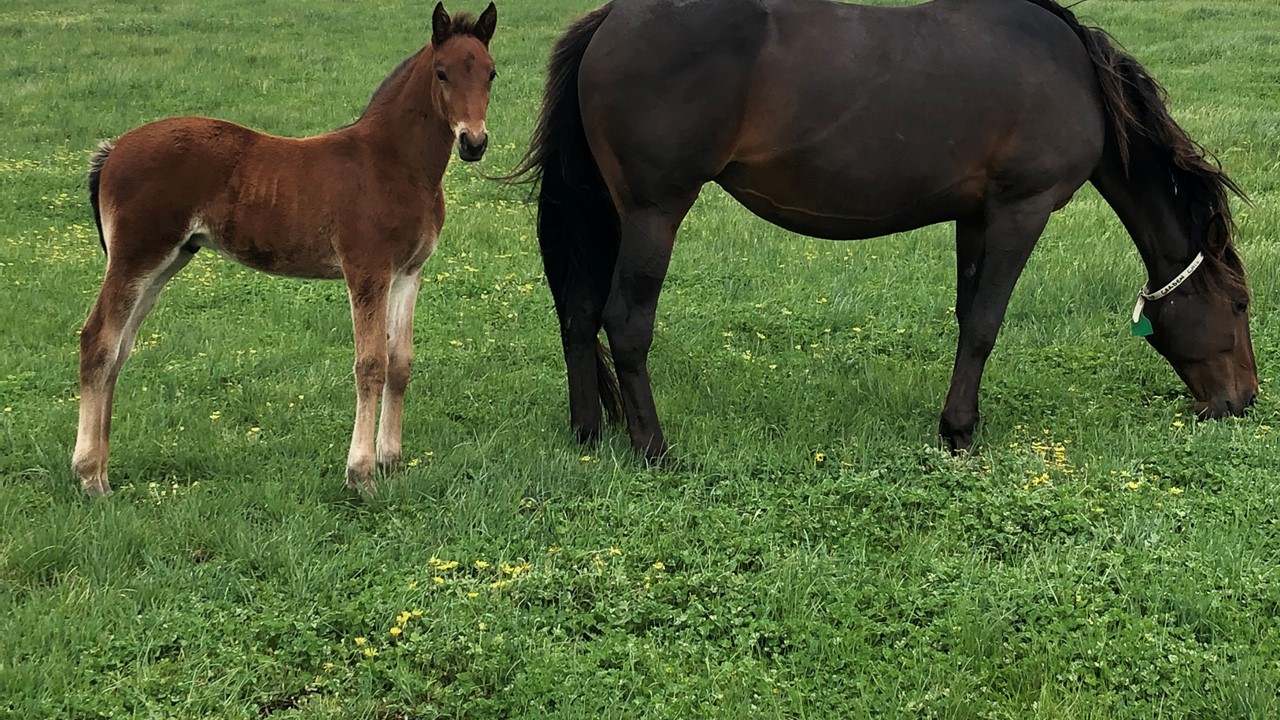 FOALING COMMENCES - Durham Park